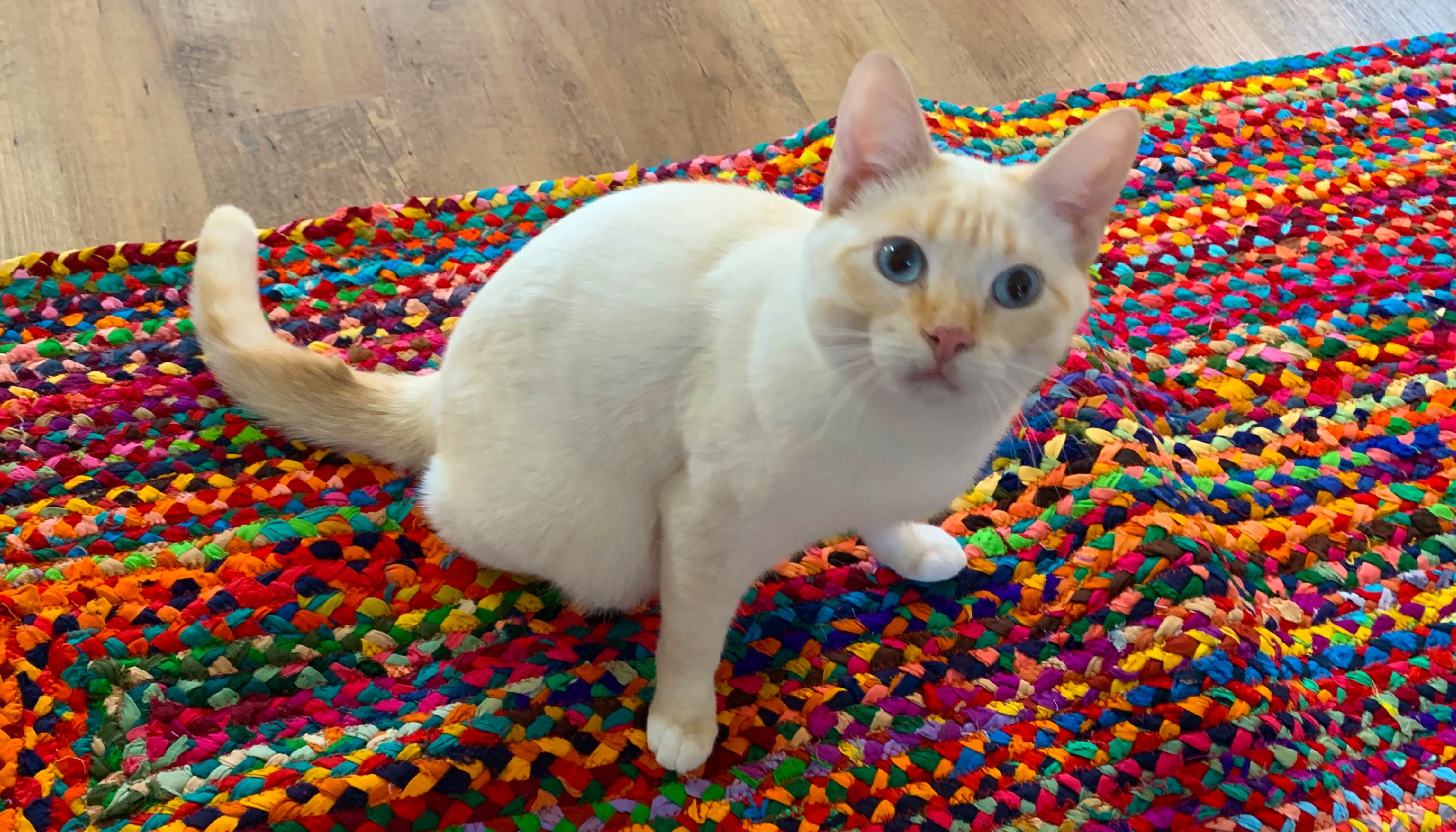 Cats with Cerebellar Hypoplasia or Wobbly Cat Syndrome by MrsCopyCat